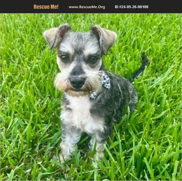 ADOPT 24052600188 ~ Schnauzer Rescue ~ Houston, TX