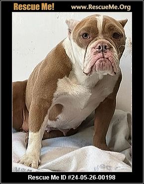 - California American Bulldog Rescue - ADOPTIONS - Rescue Me!