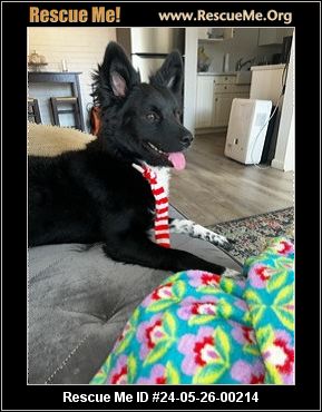 - West Virginia Dog Rescue - ADOPTIONS - Rescue Me!