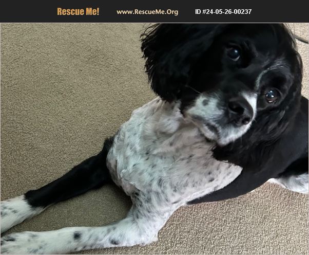 ADOPT 24052600237 ~ English Springer Spaniel Rescue ~ Dousman, WI