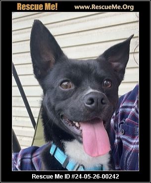 - Ohio Boston Terrier Rescue - ADOPTIONS - Rescue Me!