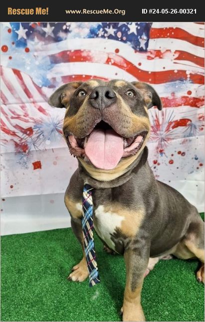 ADOPT 24052600321 ~ Staffordshire Bull Terrier Rescue ~ New stanton, PA