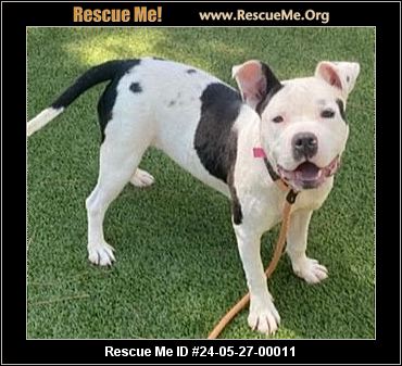 - California American Bulldog Rescue - ADOPTIONS - Rescue Me!