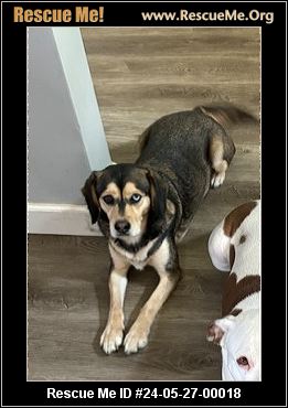 - Ohio Siberian Husky Rescue - ADOPTIONS - Rescue Me!