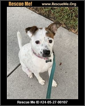 - Florida Jack Russell Rescue - ADOPTIONS - Rescue Me!