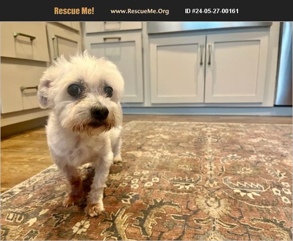 ADOPT 24052700161 ~ Maltese Rescue ~ HELENA, AL