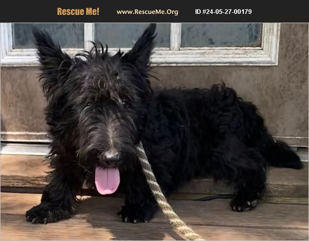 ADOPT 24052700179 ~ Scottish Terrier Rescue ~ Miami, OK