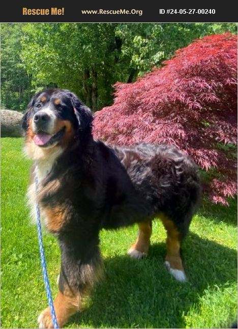ADOPT 24052700240 ~ Bernese Mountain Dog Rescue ~ Bedford Hills, NY