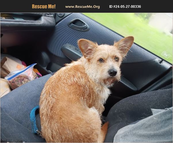 ADOPT 24052700336 ~ Corgi Rescue ~ Kalamazoo, MI