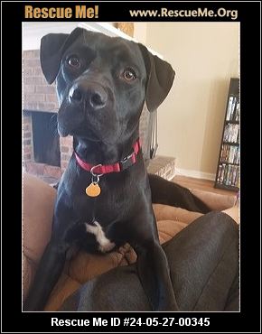 - Alabama Dog Rescue - ADOPTIONS - Rescue Me!