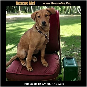 - Pennsylvania Mutt Rescue - ADOPTIONS - Rescue Me!