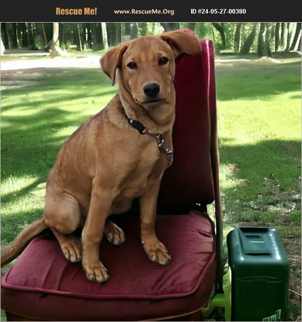 ADOPT 24052700380 ~ Rhodesian Ridgeback Rescue ~ State College , PA