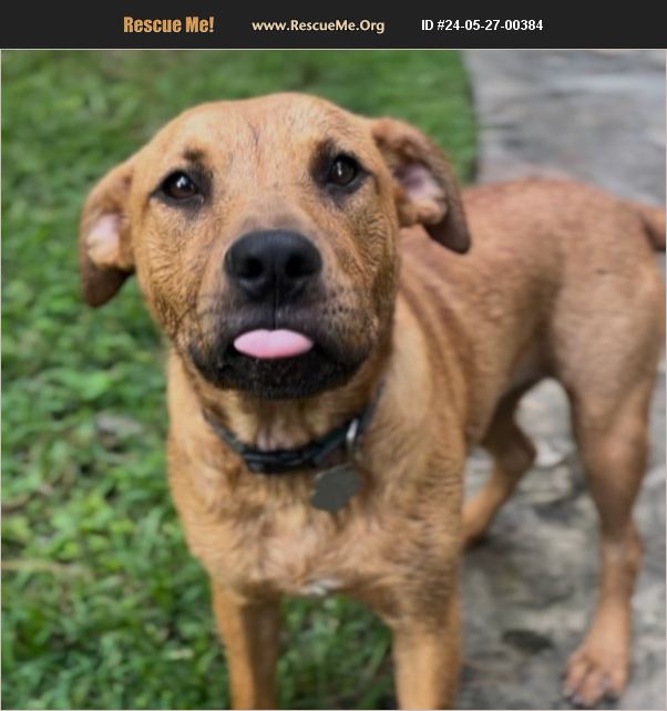 ADOPT 24052700384 ~ Rhodesian Ridgeback Rescue ~ State College , PA