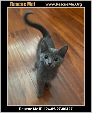 - California Russian Blue Rescue - ADOPTIONS - Rescue Me!