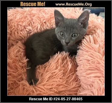 - California Russian Blue Rescue - ADOPTIONS - Rescue Me!