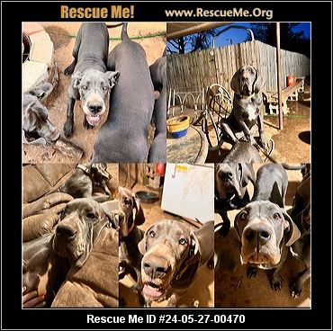 - Oklahoma Dog Rescue - ADOPTIONS - Rescue Me!