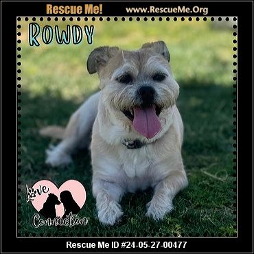 - Arizona Border Terrier Rescue - ADOPTIONS - Rescue Me!