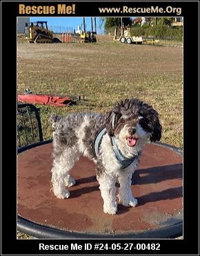 - California Cockapoo Rescue - ADOPTIONS - Rescue Me!