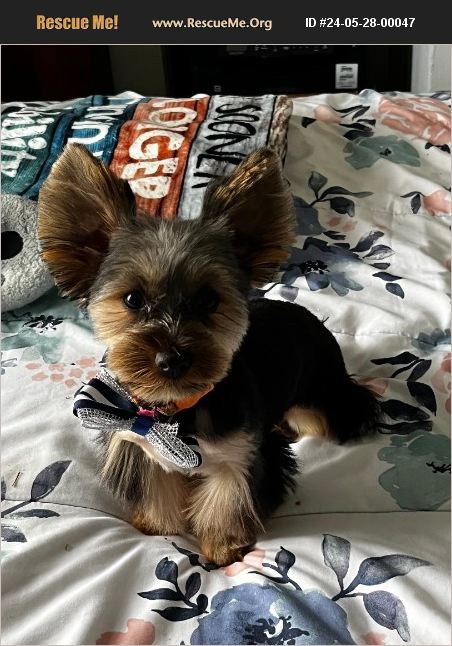 ADOPT 24052800047 ~ Yorkie Rescue ~ EAST FALMOUTH, MA