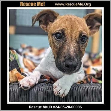 - Florida Jack Russell Rescue - ADOPTIONS - Rescue Me!