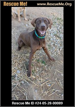 - Idaho Dog Rescue - ADOPTIONS - Rescue Me!