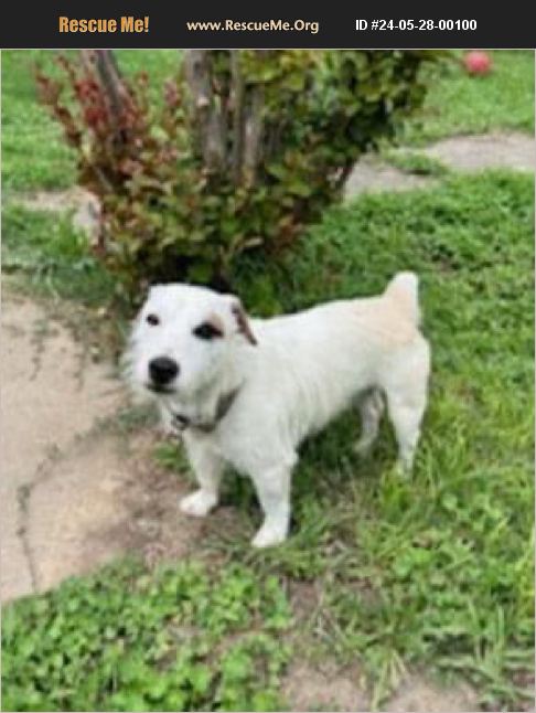 ADOPT 24052800100 ~ Jack Russell Rescue ~ Oklahoma
