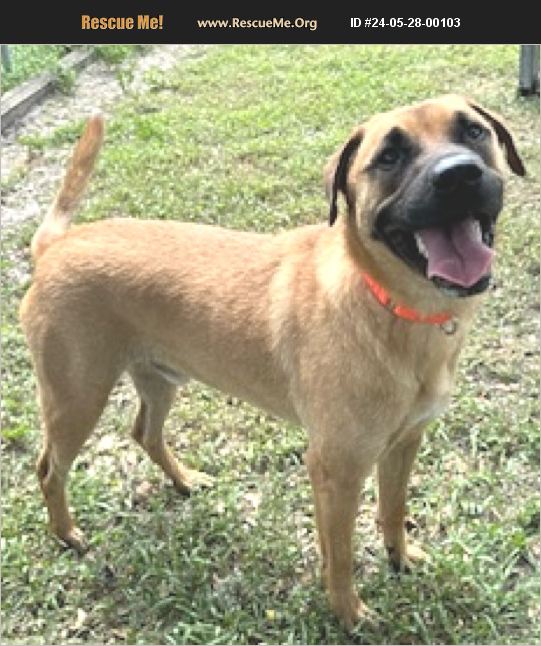 ADOPT 24052800103 ~ Black Mouth Cur Rescue ~ INVERNESS, FL