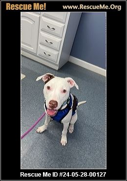 - South Carolina Dog Rescue - ADOPTIONS - Rescue Me!