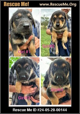 - Texas Bloodhound Rescue - ADOPTIONS - Rescue Me!