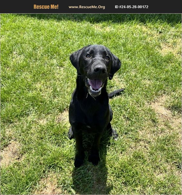 ADOPT 24052800172 ~ Lab Rescue ~ Logan, UT