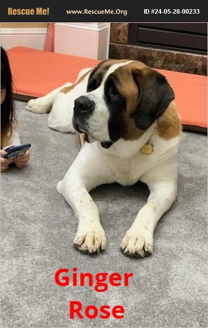 ADOPT 24052800233 ~ Saint Bernard Rescue ~ La Center, WA