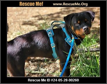 - Oregon Rottweiler Rescue - ADOPTIONS - Rescue Me!