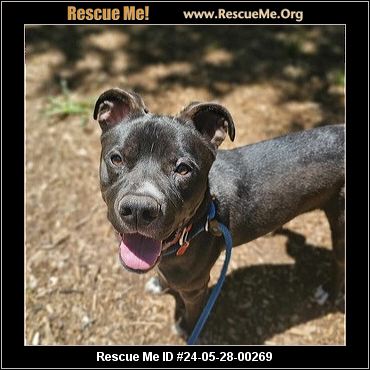 - Oregon Dog Rescue - ADOPTIONS - Rescue Me!