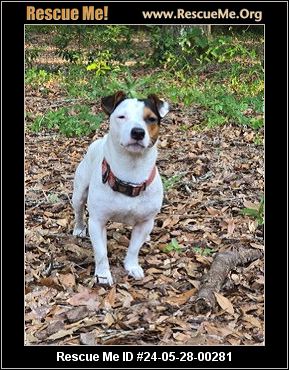 - Florida Jack Russell Rescue - ADOPTIONS - Rescue Me!