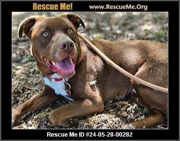 - Oregon Dog Rescue - ADOPTIONS - Rescue Me!