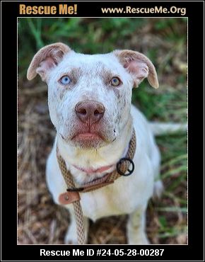 - Oregon Dog Rescue - ADOPTIONS - Rescue Me!
