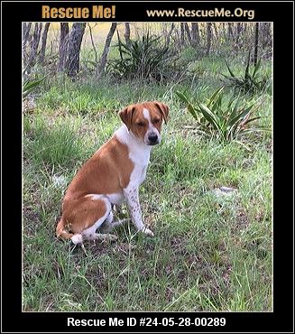 - Texas Boxer Rescue - ADOPTIONS - Rescue Me!