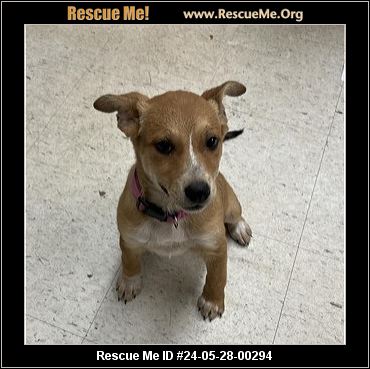 - Oregon Dog Rescue - ADOPTIONS - Rescue Me!