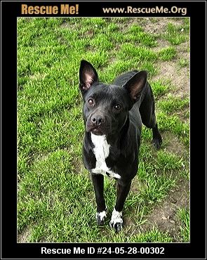 - Ohio Mutt Rescue - ADOPTIONS - Rescue Me!