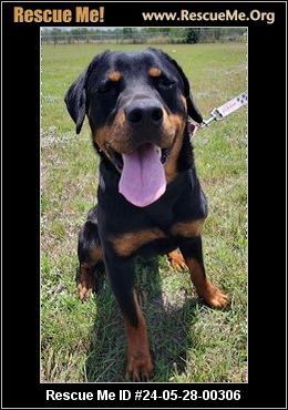 - Texas Rottweiler Rescue - ADOPTIONS - Rescue Me!
