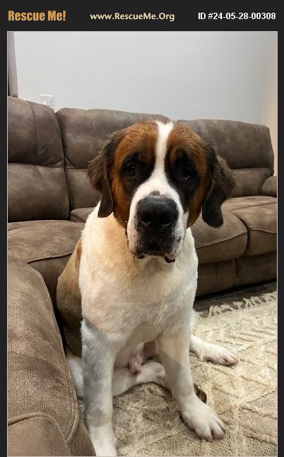 ADOPT 24052800308 ~ Saint Bernard Rescue ~ Mccleary, WA