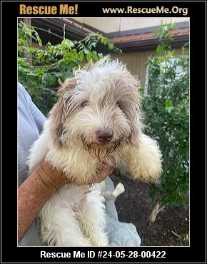 - Oklahoma Dog Rescue - ADOPTIONS - Rescue Me!