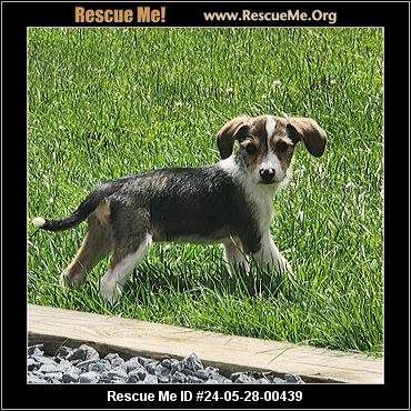 - Virginia Dog Rescue - ADOPTIONS - Rescue Me!