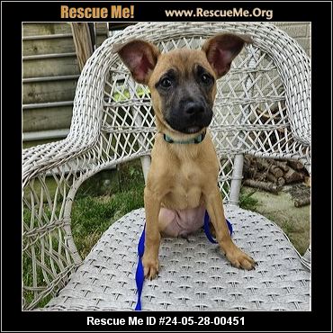 - Virginia Dog Rescue - ADOPTIONS - Rescue Me!