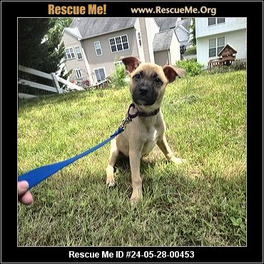 - Virginia Dog Rescue - ADOPTIONS - Rescue Me!