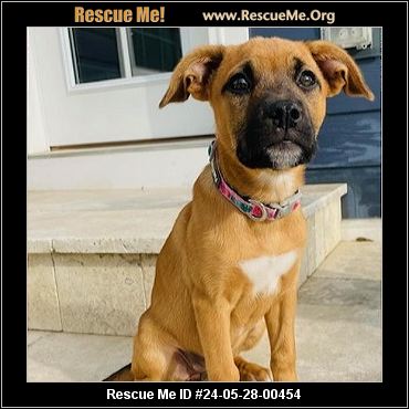 - Virginia Dog Rescue - ADOPTIONS - Rescue Me!