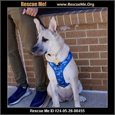 - Virginia Dog Rescue - ADOPTIONS - Rescue Me!