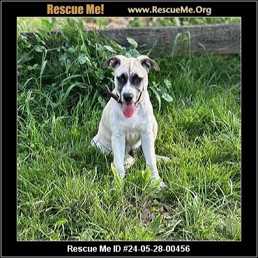 - Virginia Dog Rescue - ADOPTIONS - Rescue Me!
