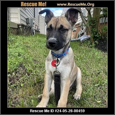 - Virginia Dog Rescue - ADOPTIONS - Rescue Me!