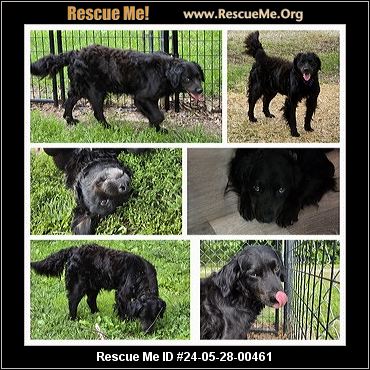 - Missouri Dog Rescue - ADOPTIONS - Rescue Me!